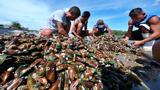 BFAR 3's mussels program a success