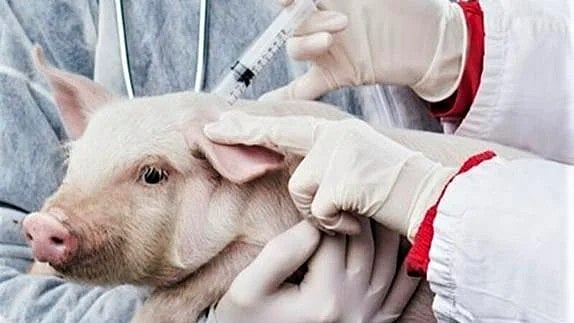 ASF-controlled vaccination commenced in Batangas