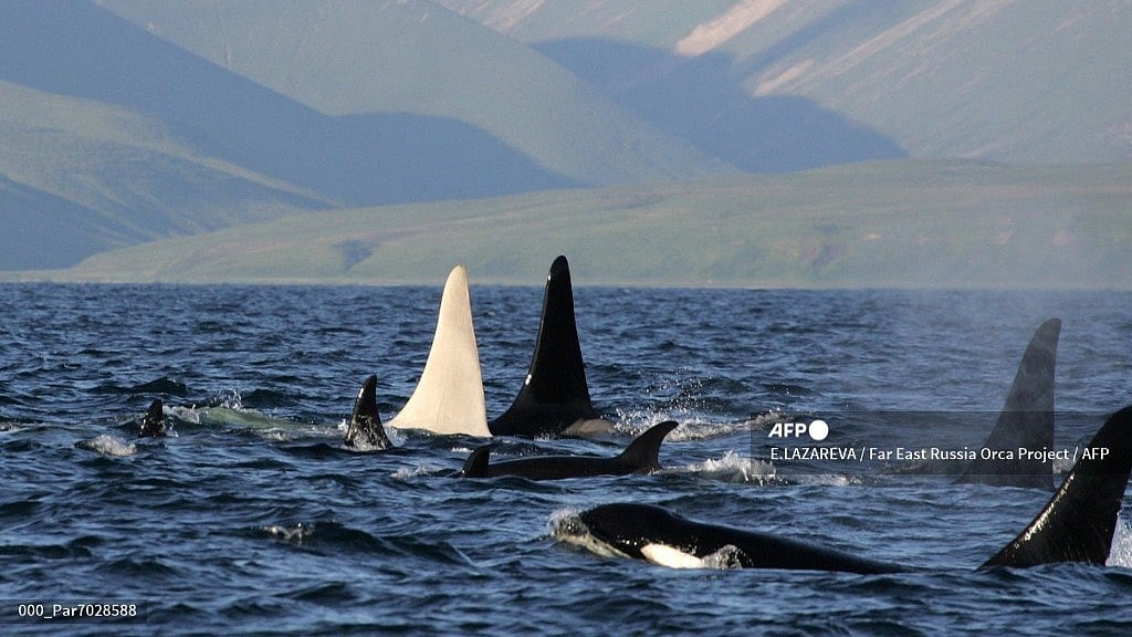 Beached orcas rescued off Russian coast