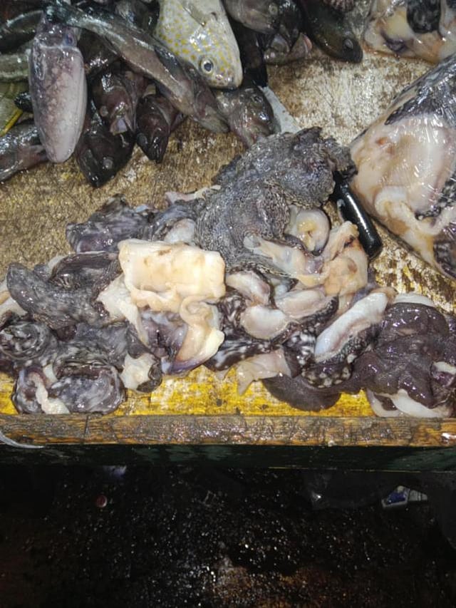 Cebu City Authorities Seize 24 Kilos of Endangered Giant Clams at Pasil ...