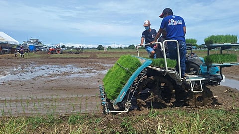 Pangasinan farmers enjoying corporate farming