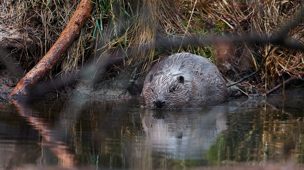 Beavers Save Czech Republic $1 Million by Creating Natural Dam