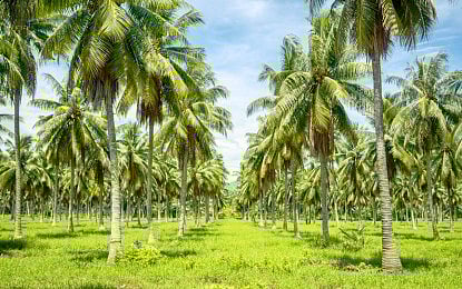 Villar-backed coco reform boosted under roadmap