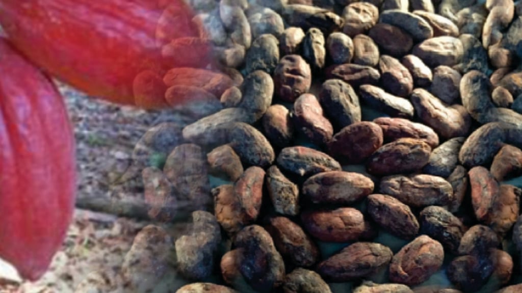Cacao output jumps 49% as Bicol stakes global claim