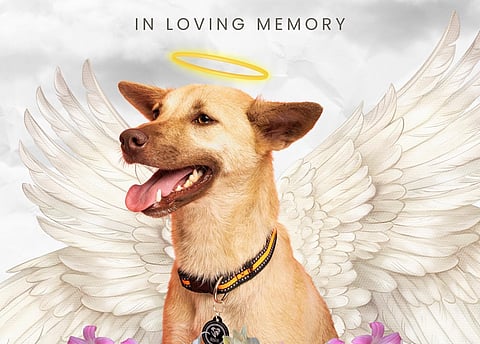 Aspin Tiktok, who survived stabbing, dies in car accident