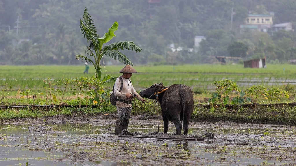 DA trims 2025 rice output forecast amid erratic weather