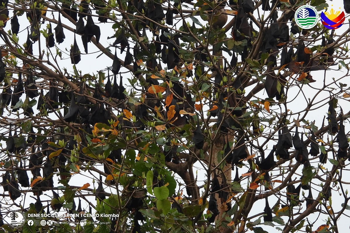 Over 6,000 large flying foxes spotted in Sarangani