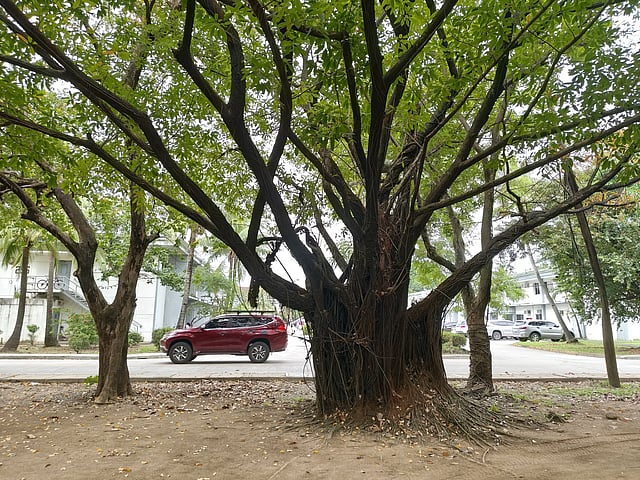 The Balete tree stands tall in Subic folklore