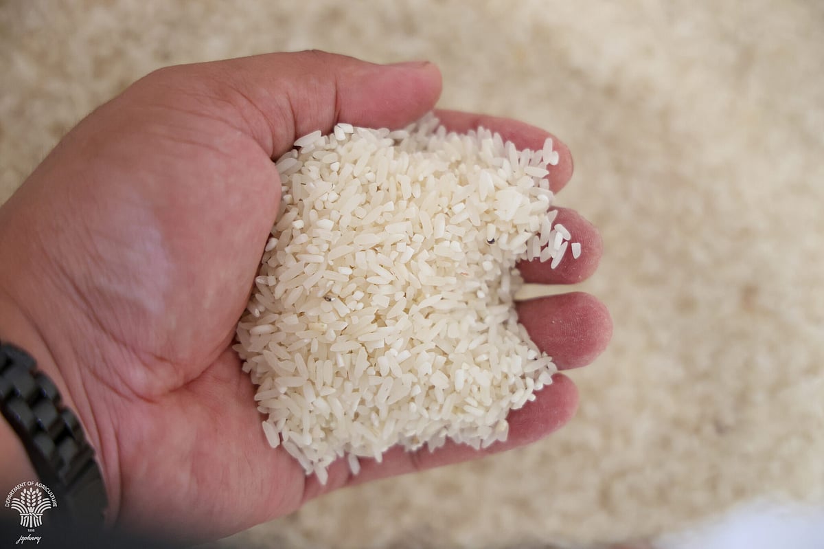Rice price cap drives poverty drop