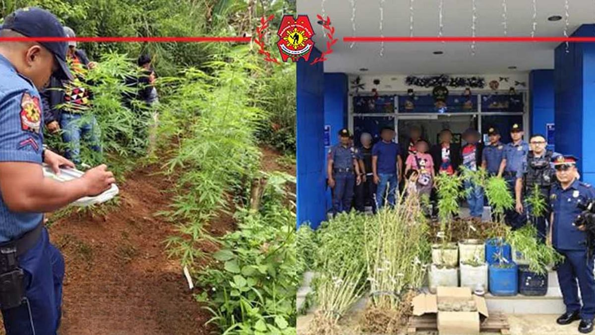Bukidnon Marijuana Bust: Brothers on the Run