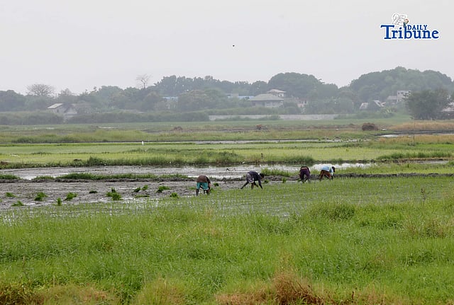 Rice planting