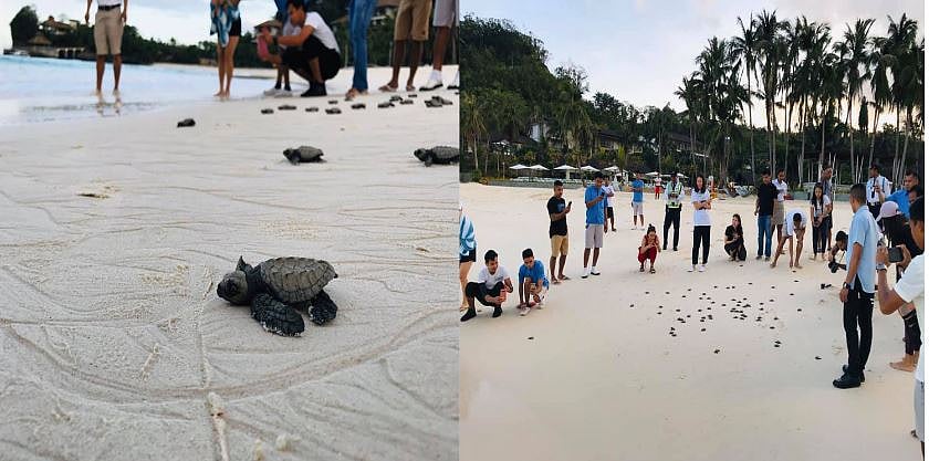 Boracay now safe turtle haven