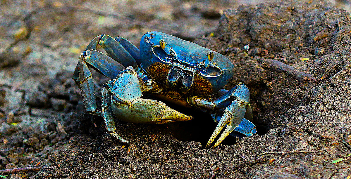 ‘Blue crab’ conservation eyed