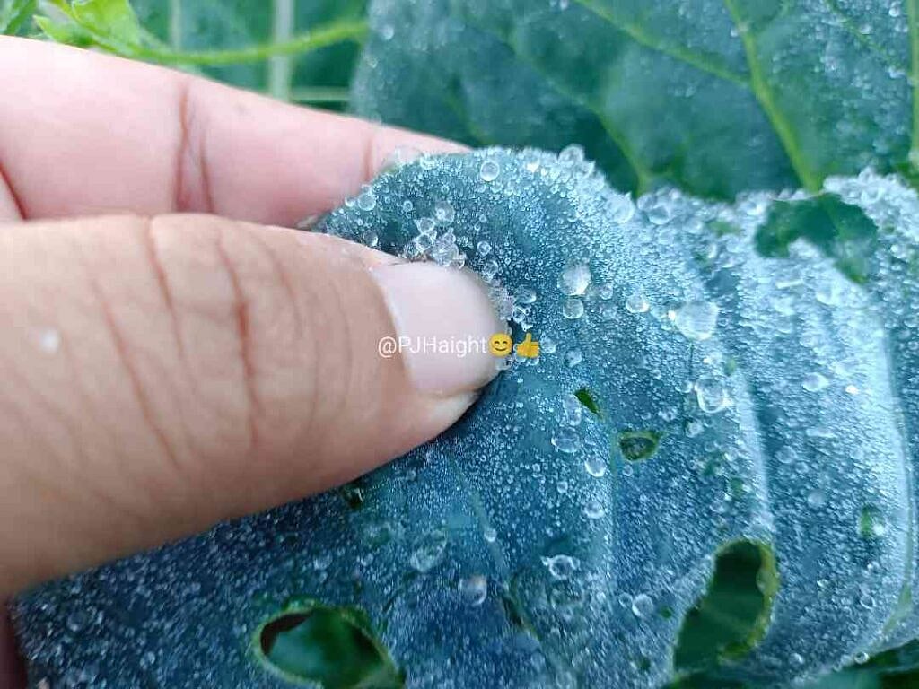 Benguet temp drops to lowest