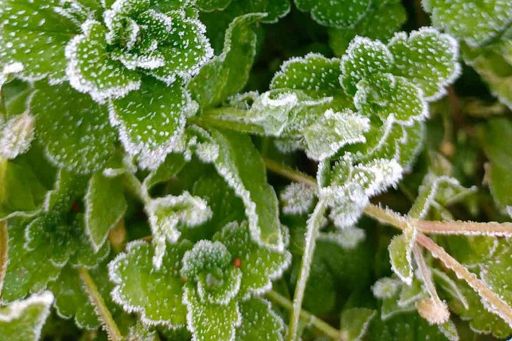 Frost blankets Benguet plants