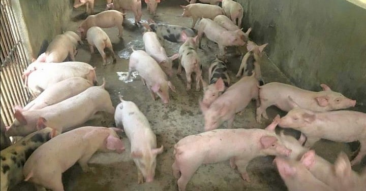 Hogs from Occ. Mindoro areas negative for ASF