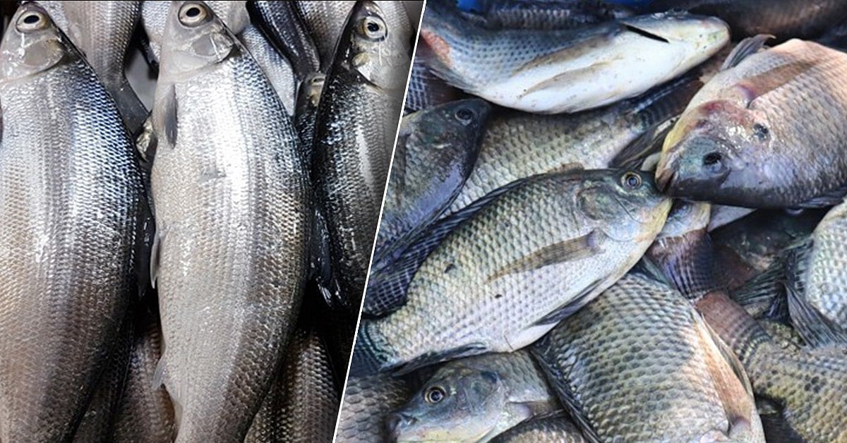 Lower freshwater fish prices possible says fisherfolk group