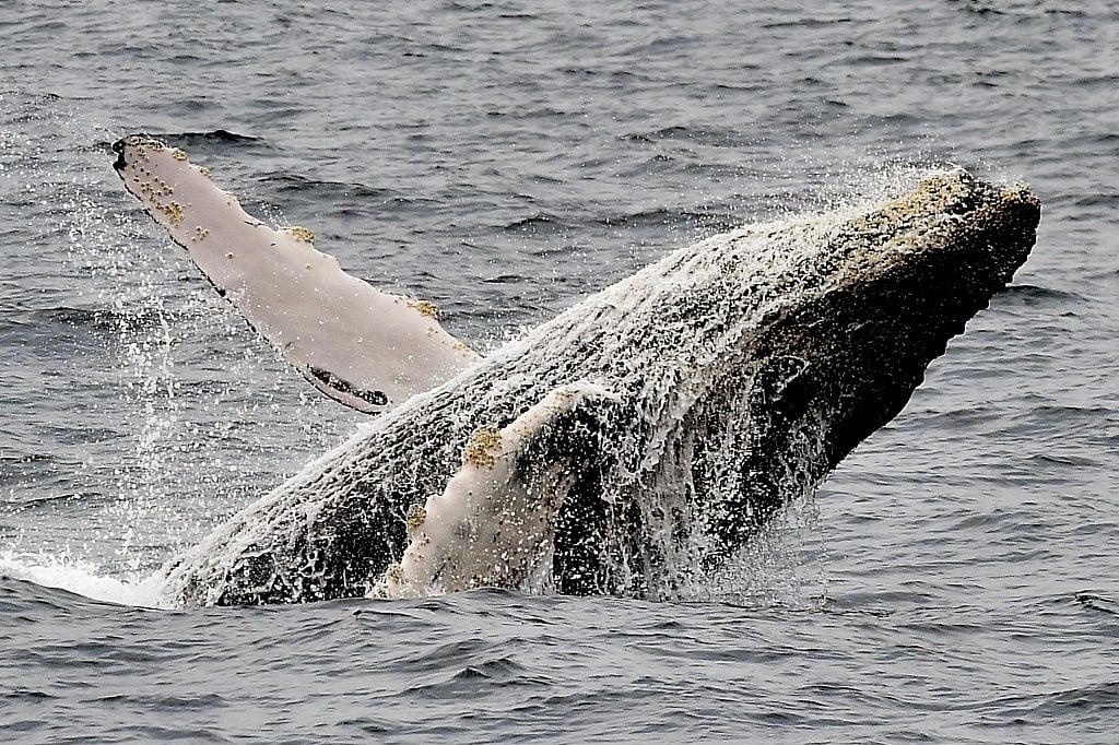 Heatwaves may be driving whale decline in Pacific — study