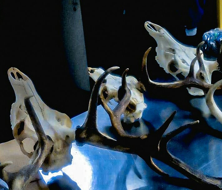 BOC-NAIA seizes deer horns, skulls from New Zealand passenger