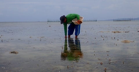 Red tide detected in VisMin areas