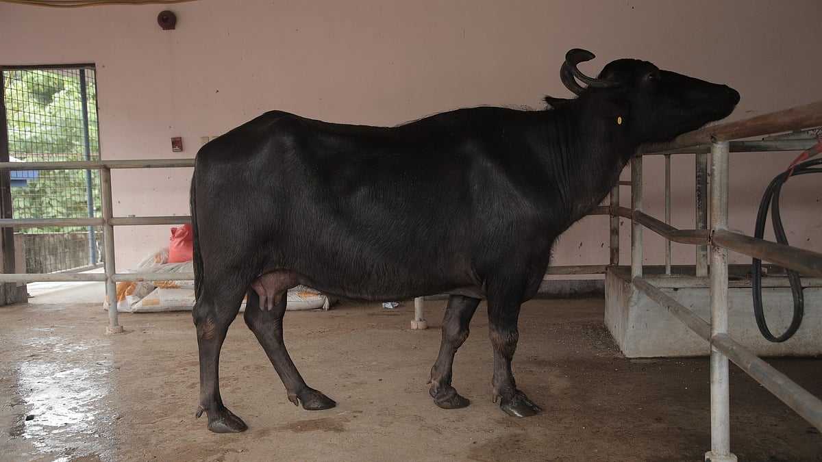 DSWD, partners launch 'Gatasang Kalabaw Kontra Kagutuman at Kahirapan'