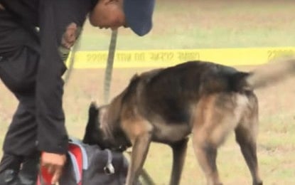 K-9 units deployed in BuCor facilities