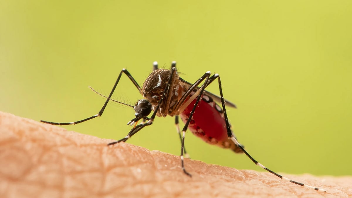 No herbal cure for dengue — DOH