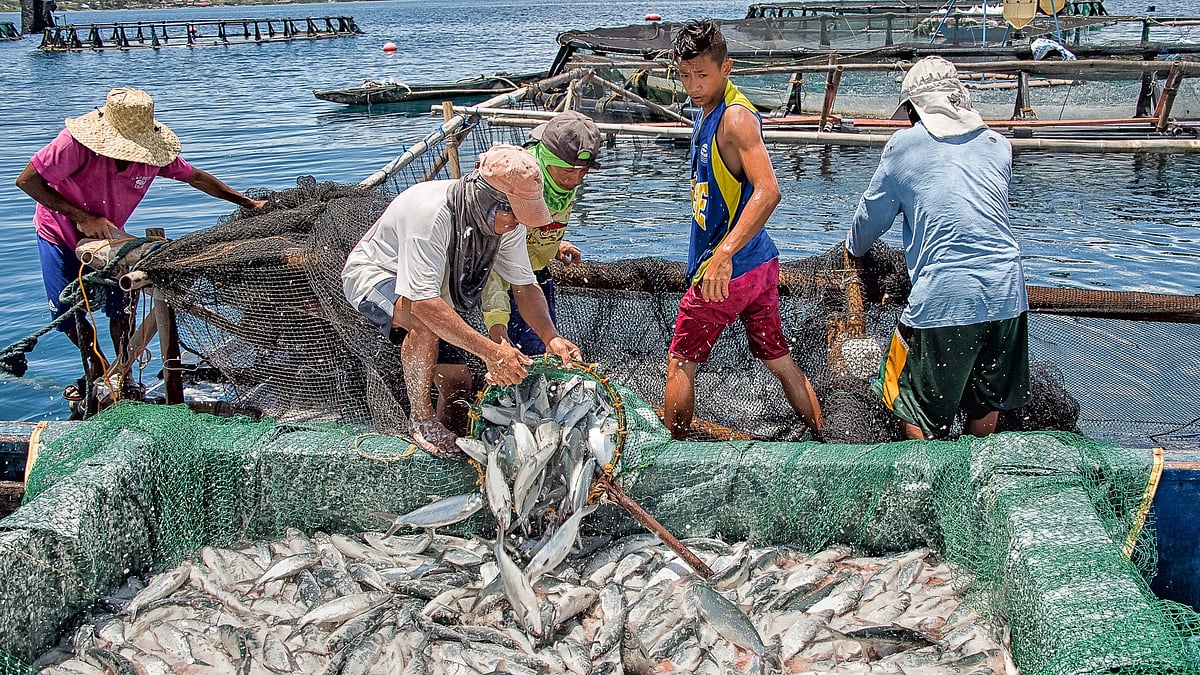 DA projects stable fish supply