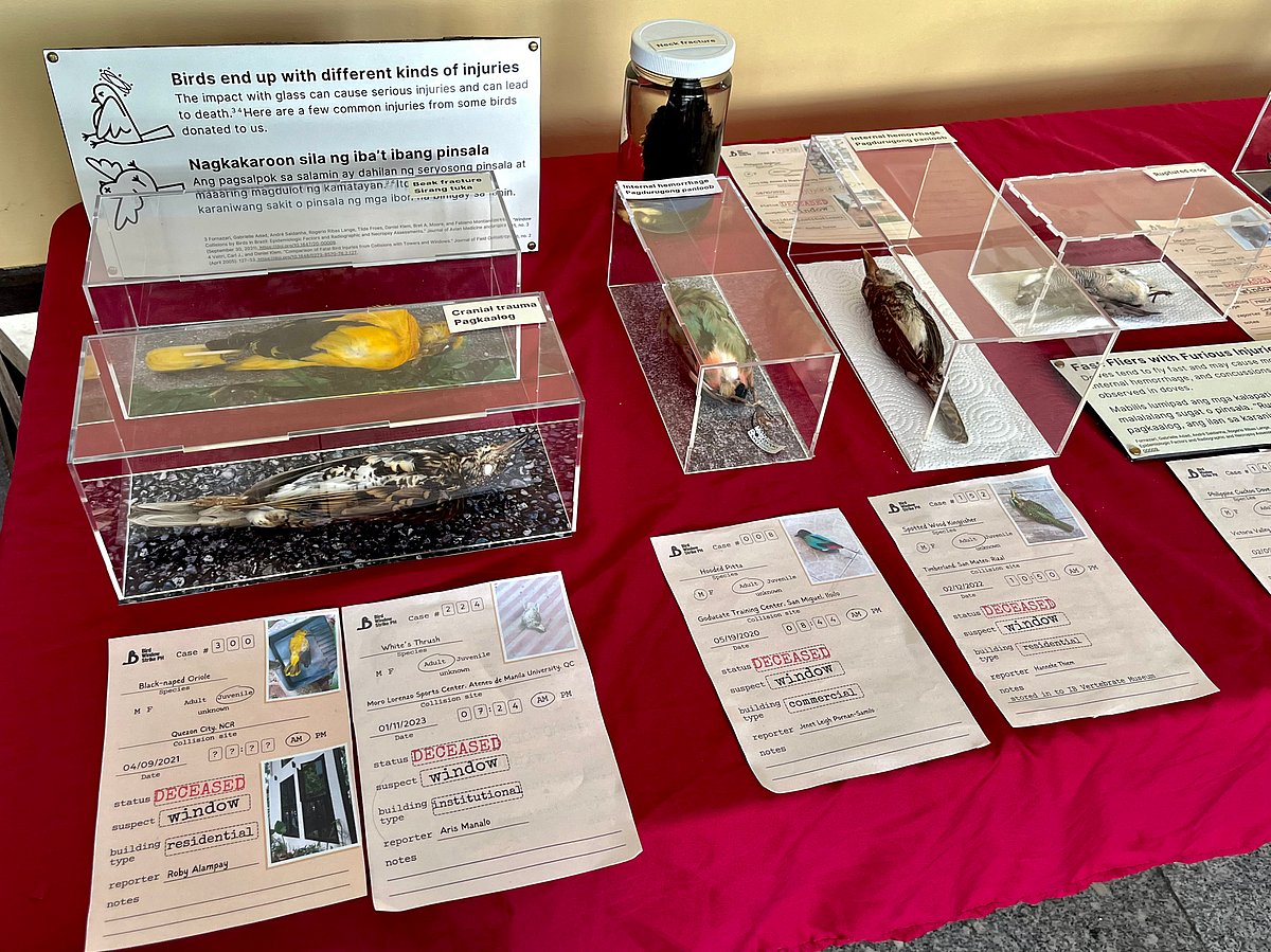 Pop-up exhibit reveals bird collisions to be common