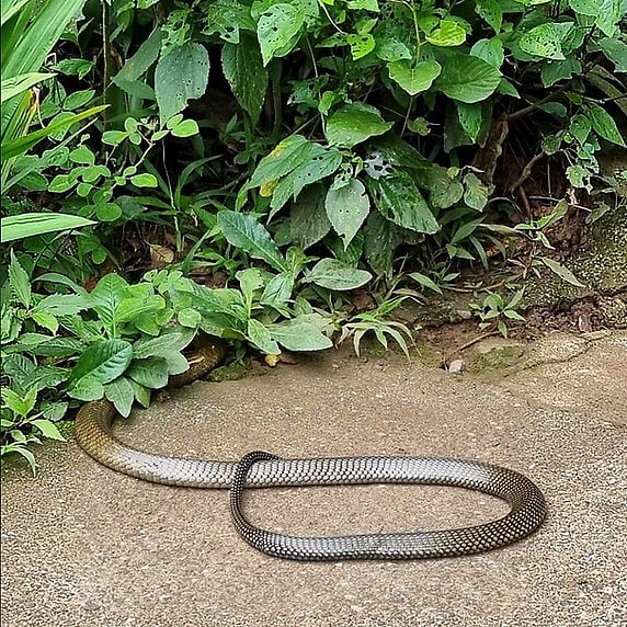 Sightings of snakes alarm Baguio officials