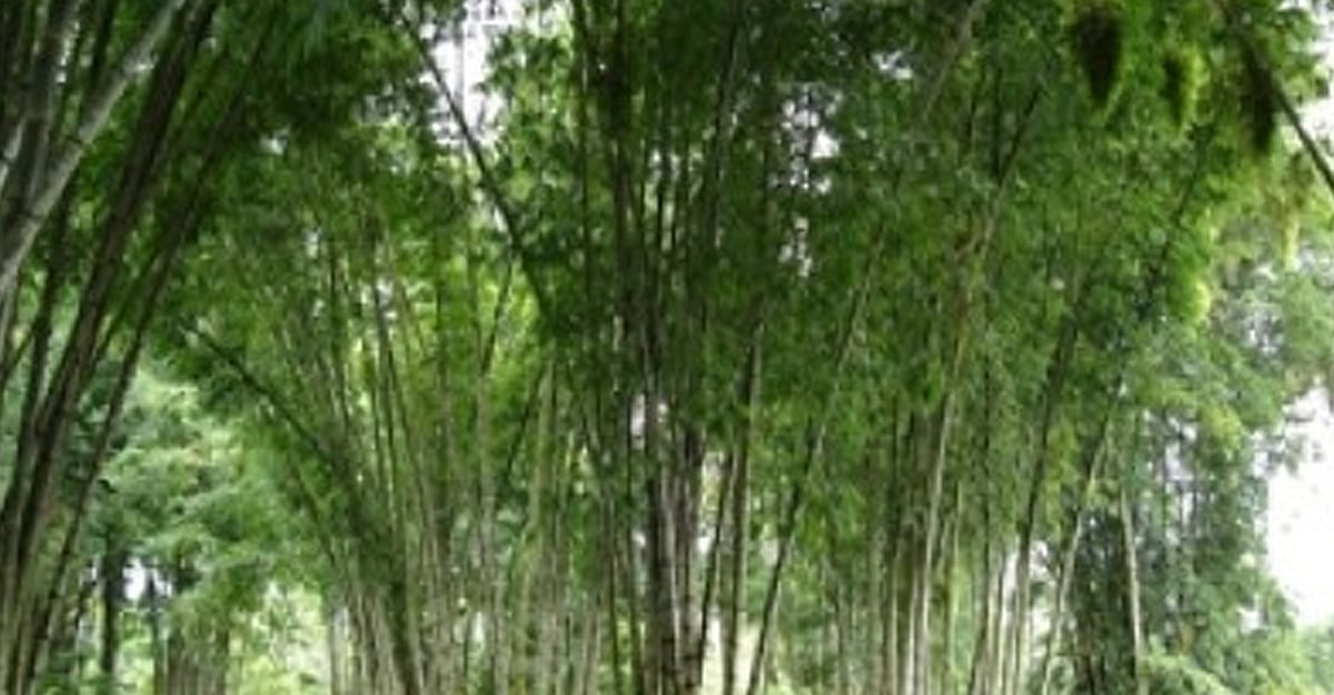 Kalinga sees potential booming bamboo industry