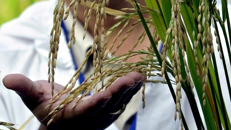 Phl court blocks GMO 'golden rice' production over safety fears