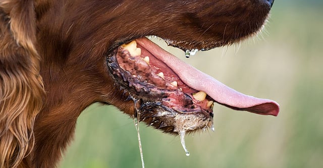 Phl logs 159 rabies cases so far