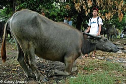 Carabaos as an attraction