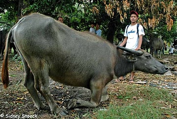 Carabaos as an attraction