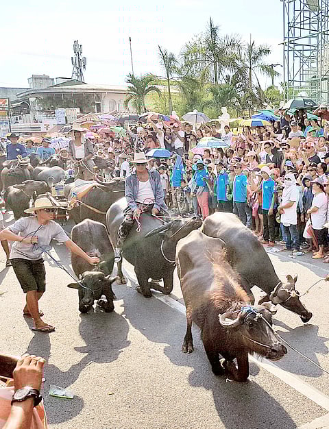 Carabaos as an attraction