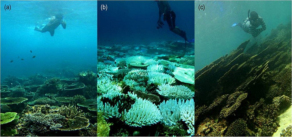 Global coral bleaching event expanding to new countries — scientists