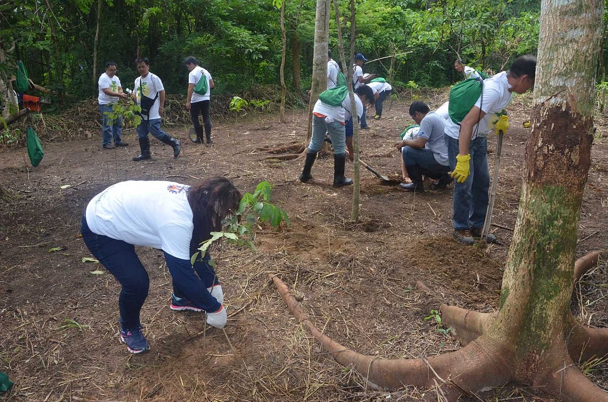 Spare olden Marinduque trees, DPWH, DENR asked