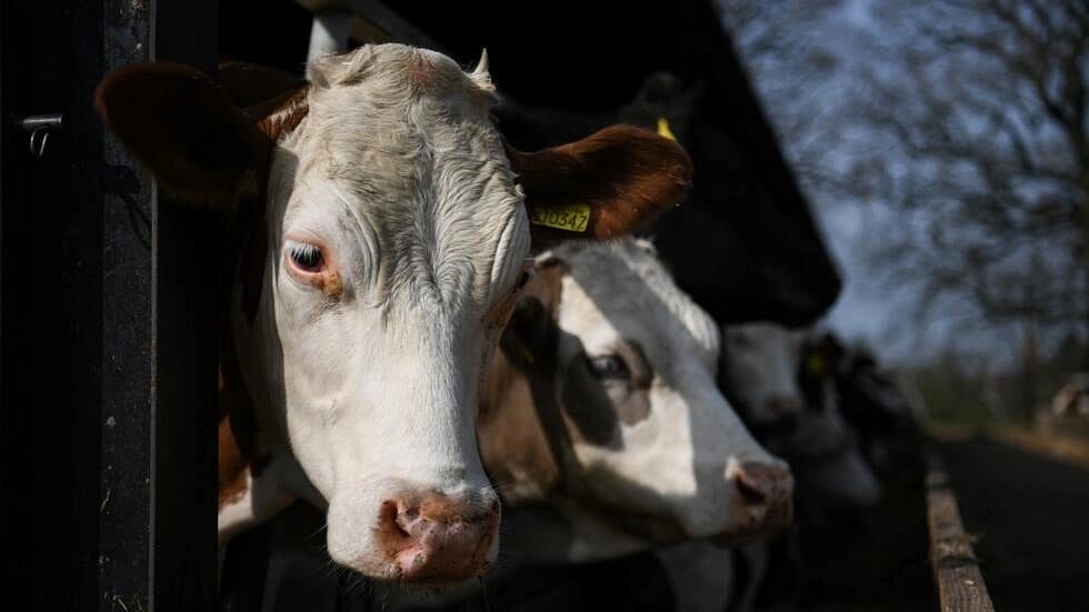 Cattle from UK banned due to mad cow disease