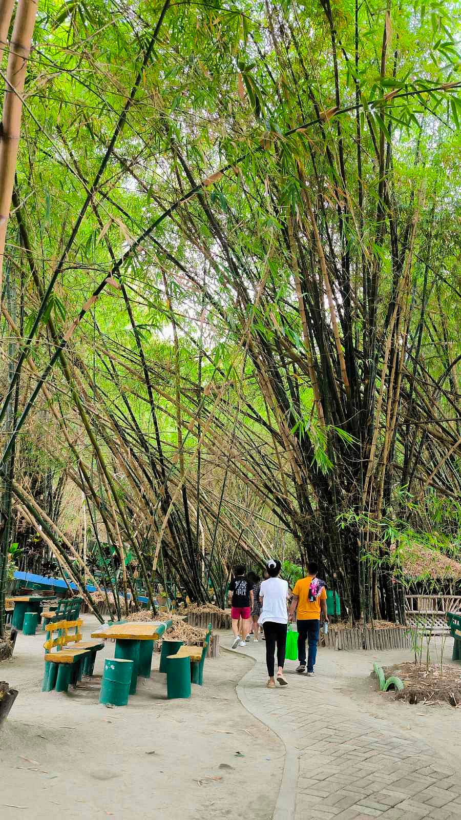 DTI, SMC Global Power, ZDMC putting up bamboo plantation in Zambales