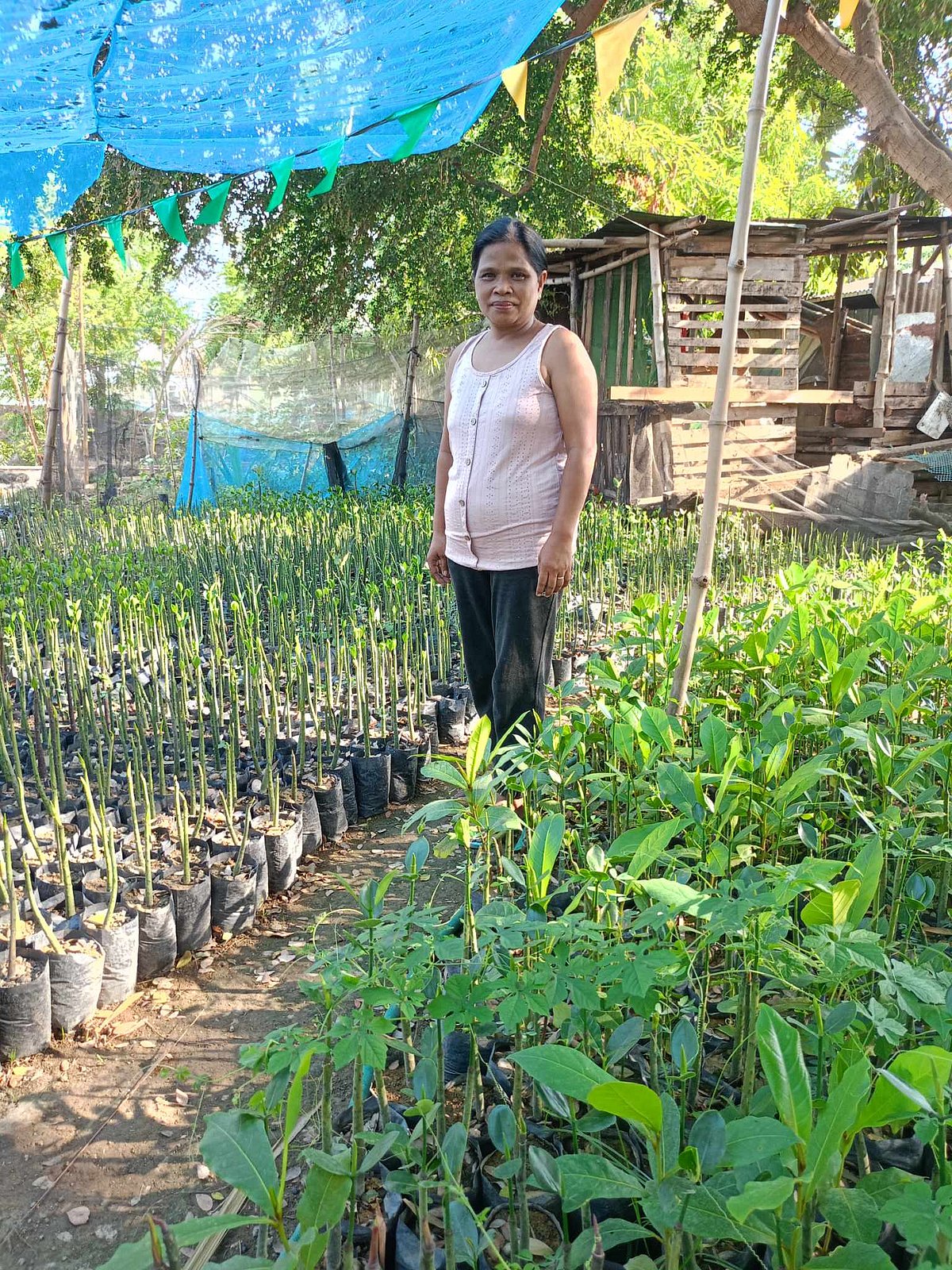 Meet the bakhawan stewards: Champions in preserving mangrove forests ...