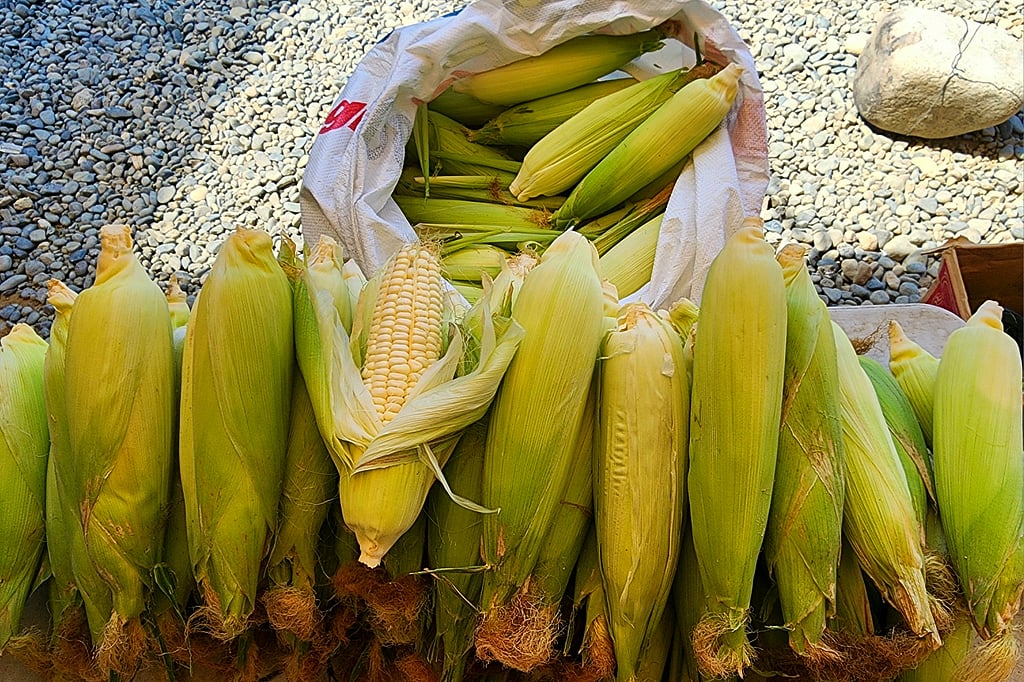 Philippines Mulls Bigger Corn Import Quota to Stabilize Feed Costs ...