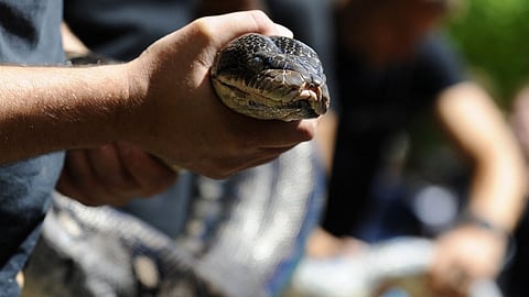 Python swallows woman whole in Indonesia