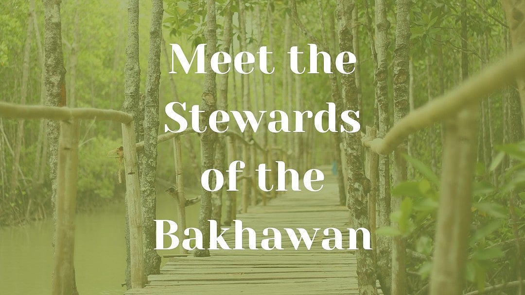 Meet the bakhawan stewards: Champions in preserving mangrove forests ...