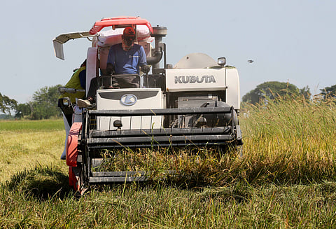 No tariff play on NFA rice procurement
