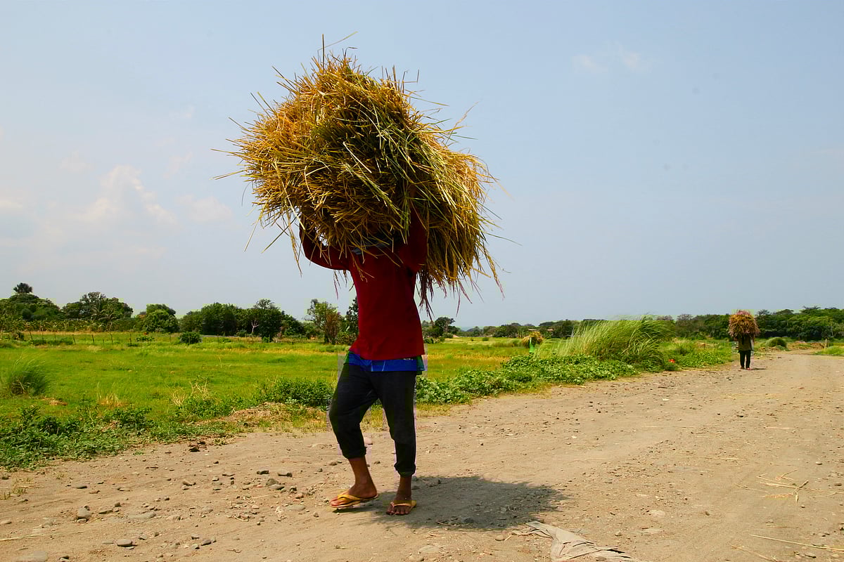 CL still country’s rice granary