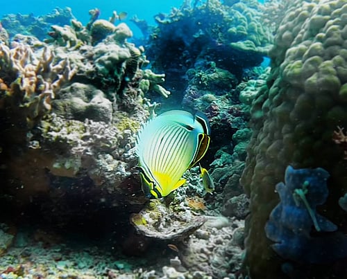 Sipaway Island in Negros Occidental: Possible Blue Zone