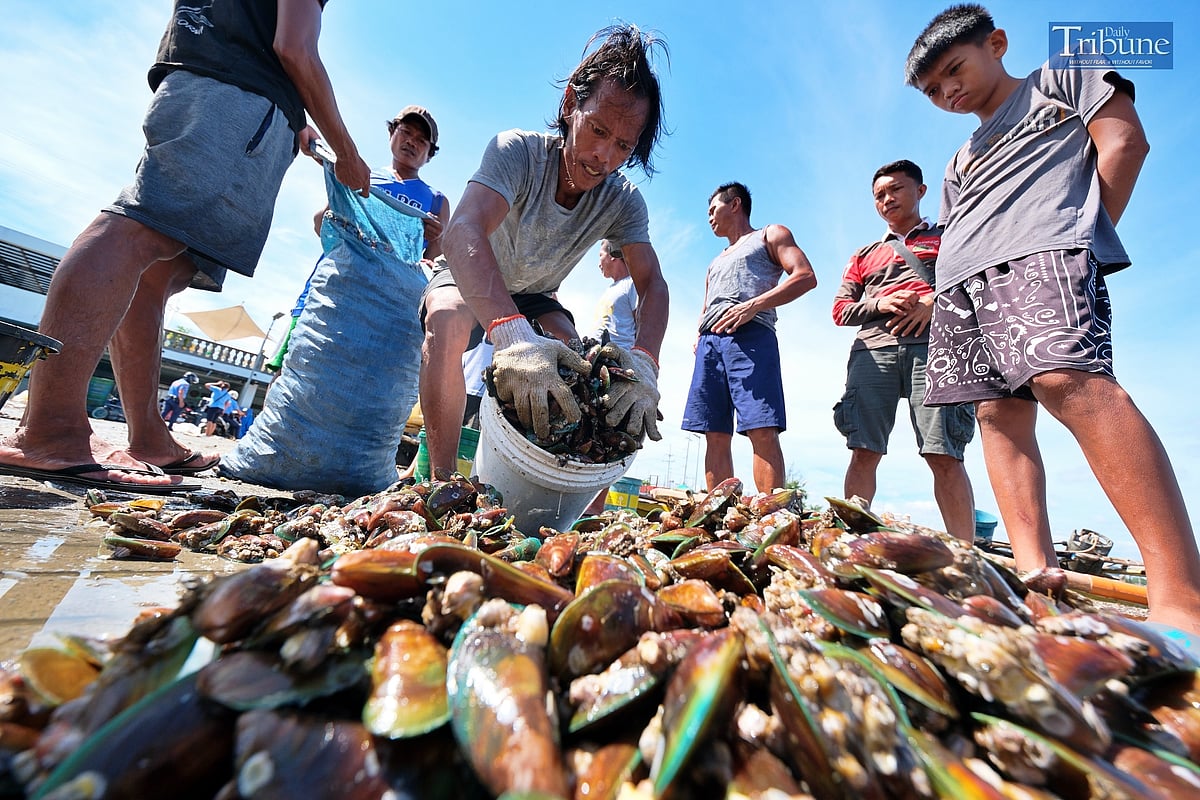 FRESH MUSSELS FROM MANILA BAY