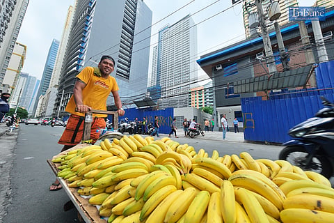 Banana revival signals export boom ahead
