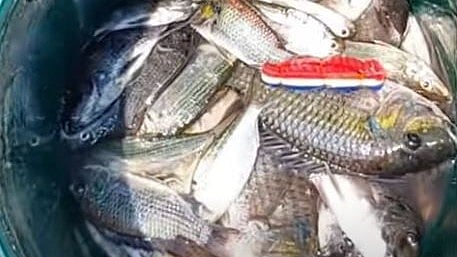 House panel seeks balance on commercial fishing ban